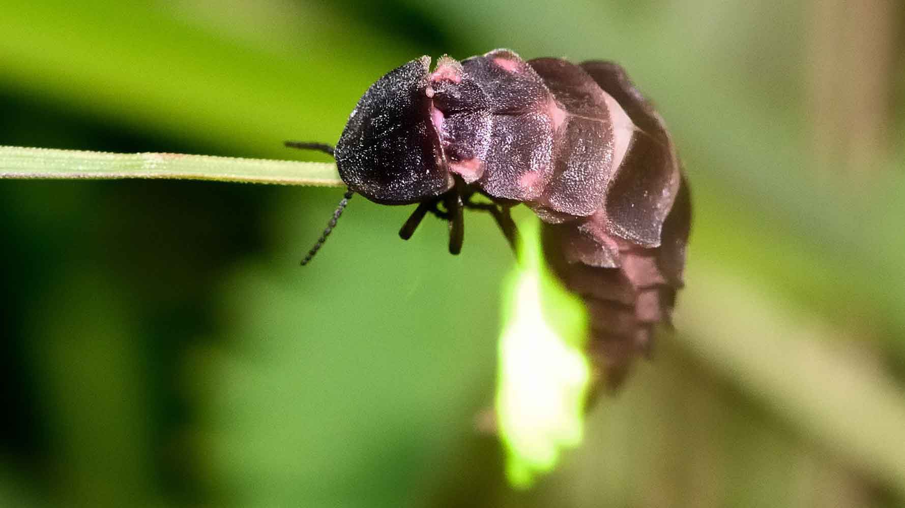 Common glow-worm – CityNature